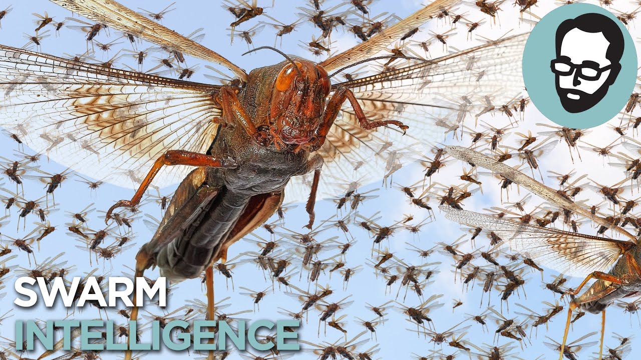 The Crazy Science Behind Insect Plagues - That Joe Scott The Crazy Science Behind Insect Plagues - That Joe Scott