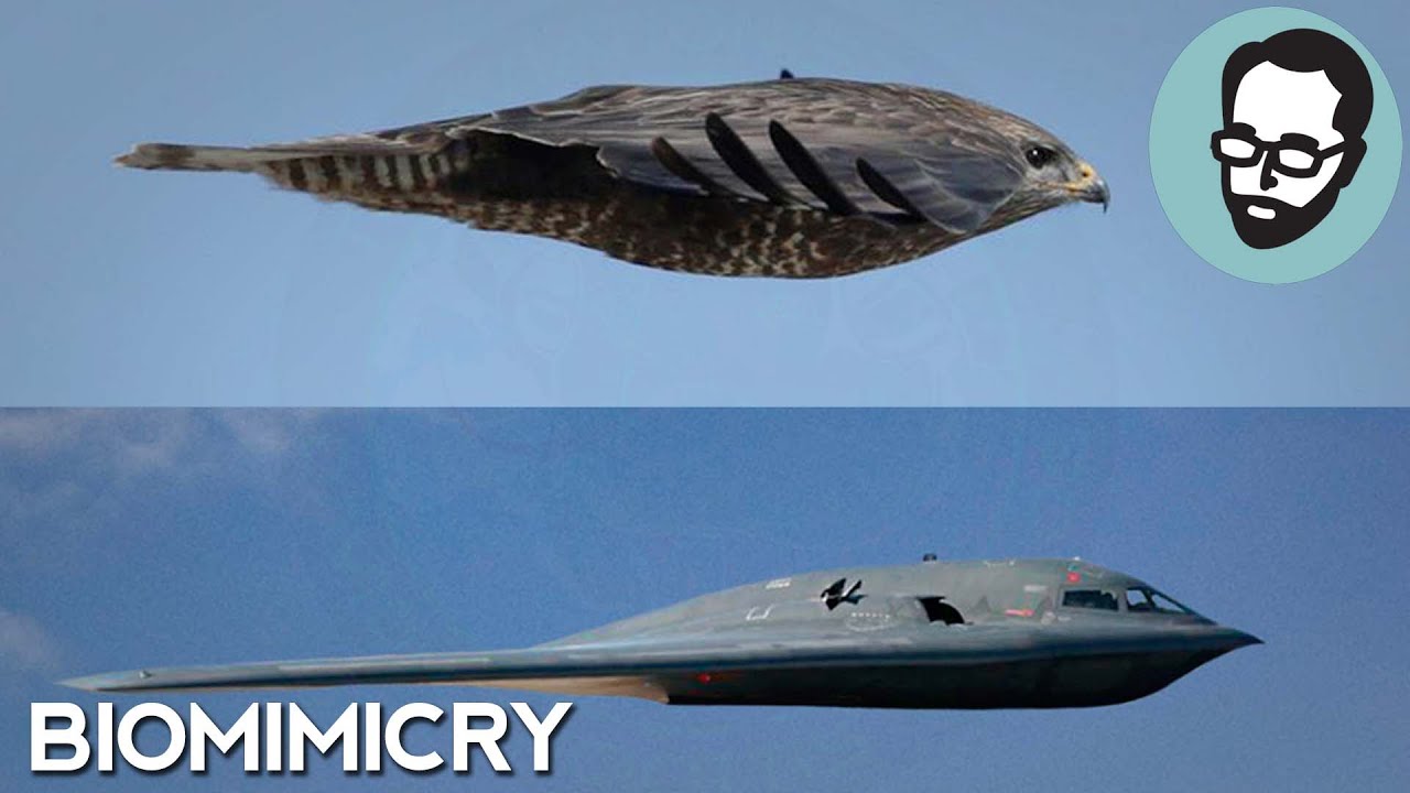 Biomimicry Examples 8 Amazing Examples Of Biomimicry