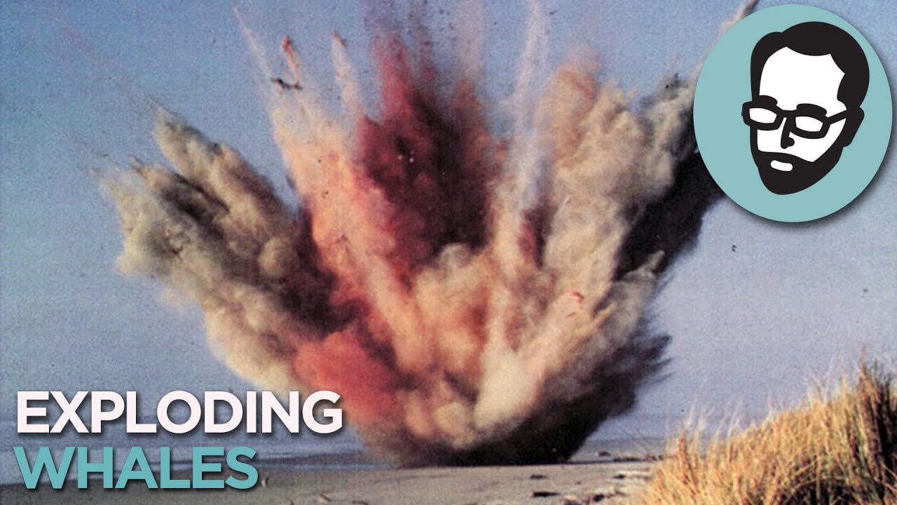 Why Whales Explode - That Joe Scott