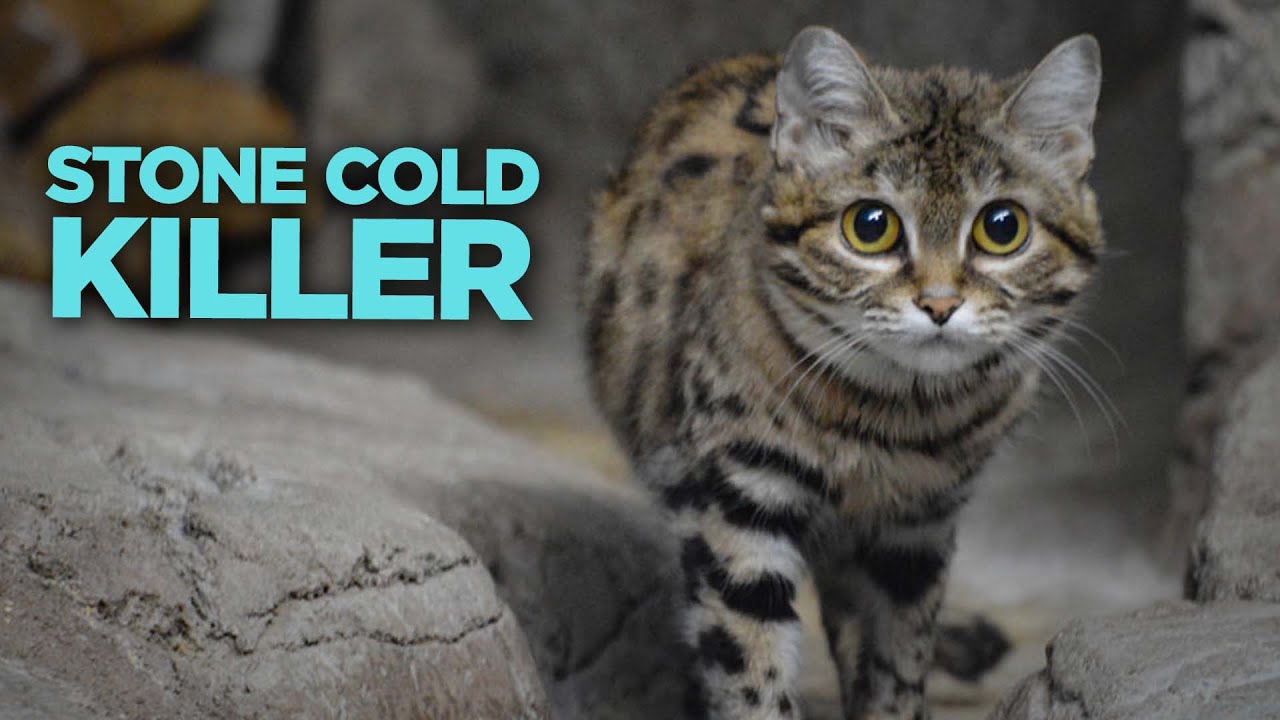 Meet The Deadliest Predator In The World (Seriously) ⚡️